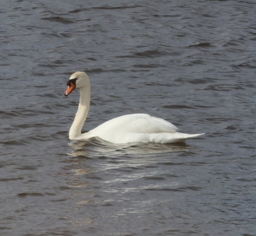 Mute Swan from Balgavies Loch, A932, Forfar DD8 2SE, UK on March 24 ...