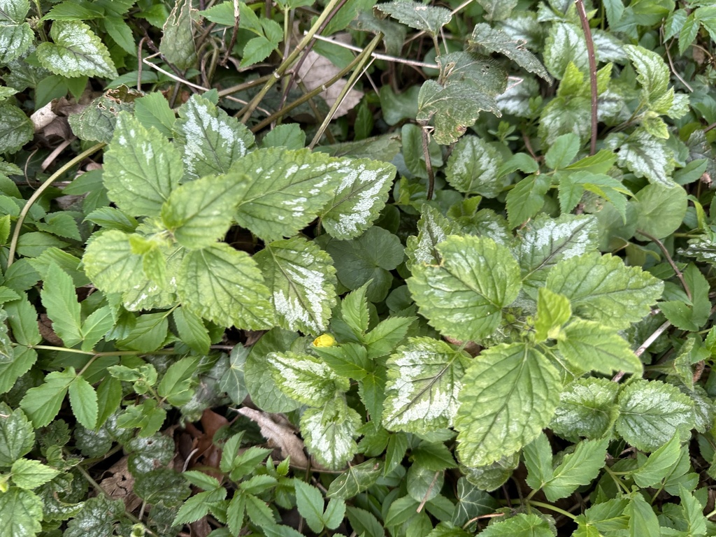 Variegated Yellow Archangel from High Street, Aberlour, Scotland, GB on ...