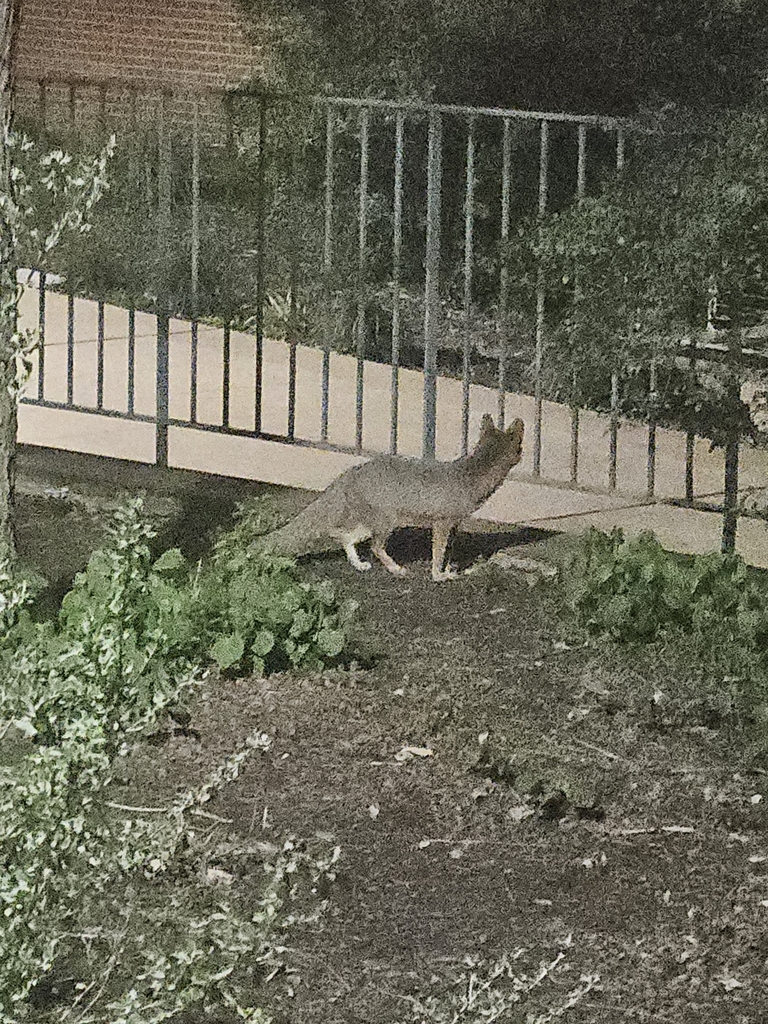 Gray Fox from Olmos Park, TX 78212, USA on March 20, 2025 at 09:48 PM ...