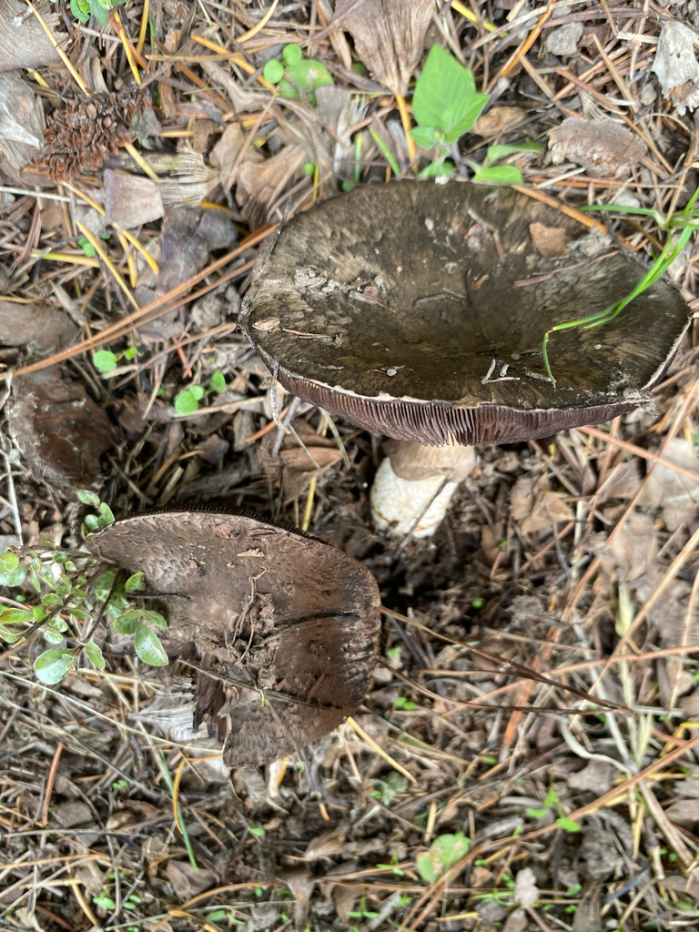field and button mushrooms from Springs Rd, Lincoln, Canterbury, NZ on ...