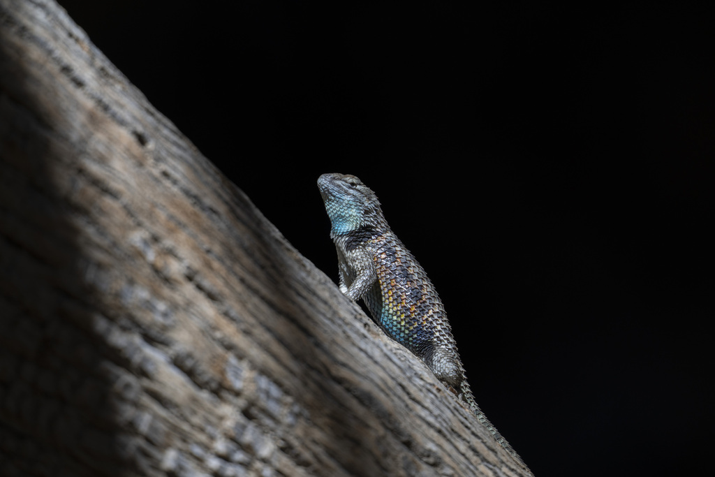 Desert Spiny Lizard from Riverside County, CA, USA on March 24, 2025 at ...