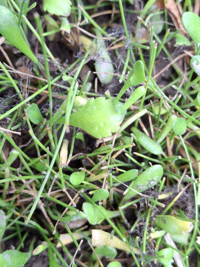 miniature brass-buttons from Waikanae Beach 5036, New Zealand on March ...
