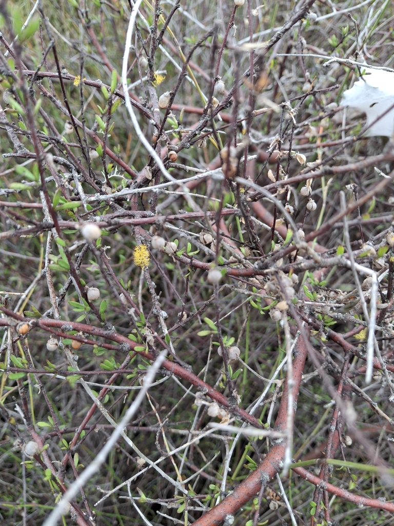 Makaka from Waikanae Beach 5036, New Zealand on March 25, 2025 at 11:43 ...