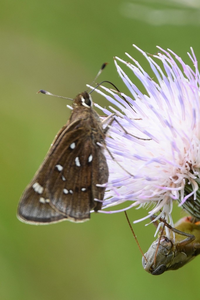 Loammi Skipper in May 2019 by Tom Palmer · iNaturalist