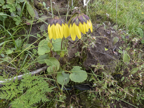 Cremanthodium decaisnei · iNaturalist