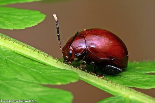 Chabria angulicollis · iNaturalist