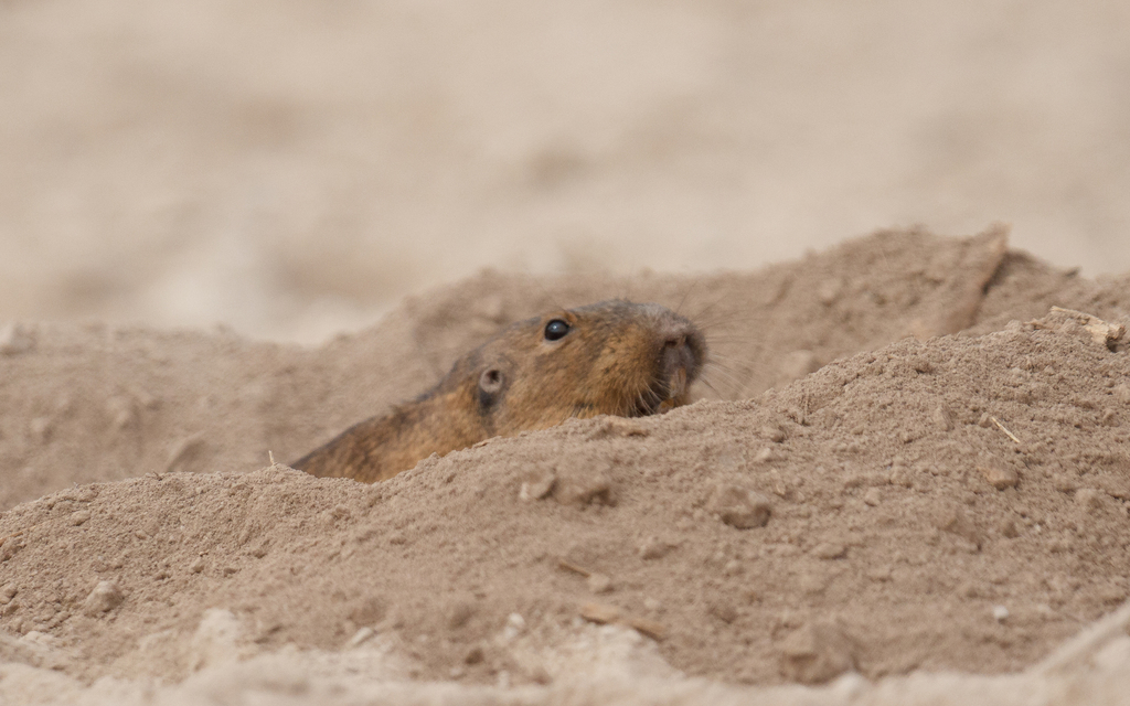Yellow-faced Pocket Gopher from Galeana, N.L., México on March 23, 2025 ...
