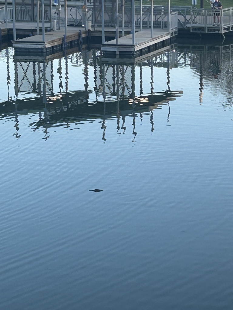 American Alligator from Baylor University, Waco, TX, US on March 24 ...
