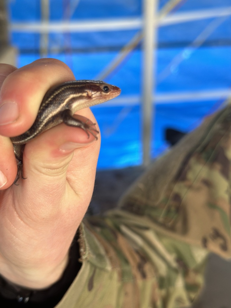Southeastern Five-lined Skink from Granville County, NC, USA on March ...