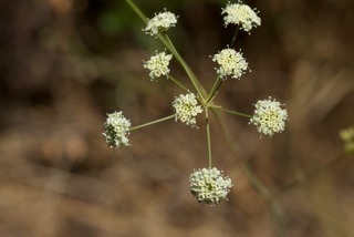 Kellogg's yampah (A Floral Guide to Walker Ridge) · iNaturalist