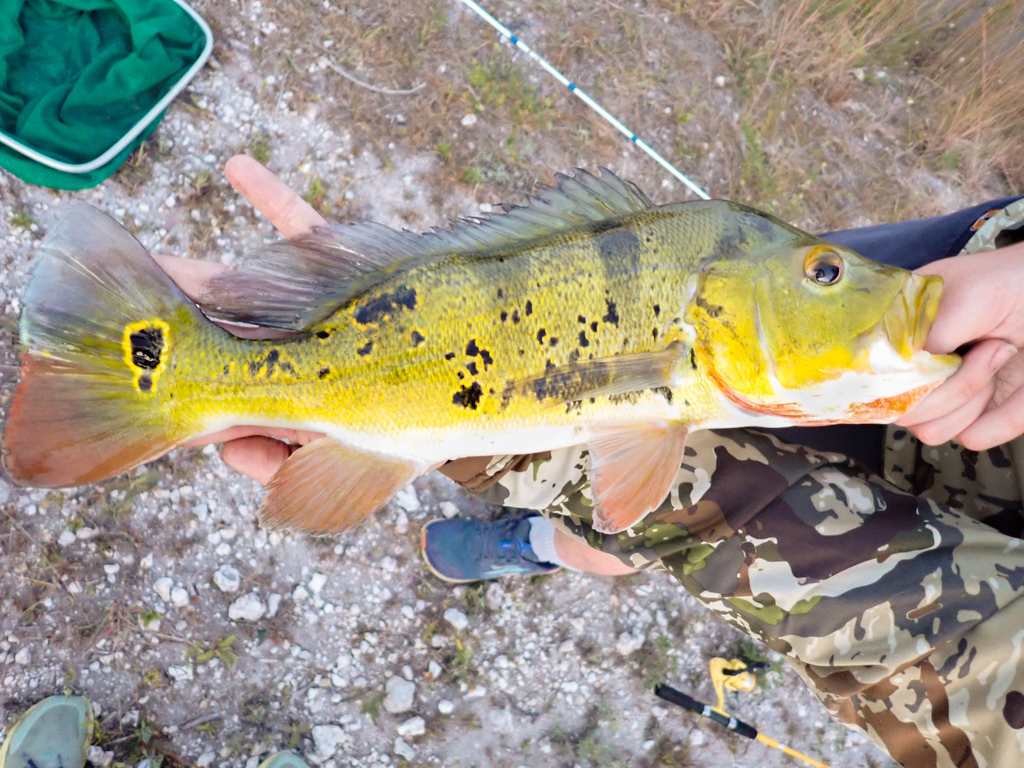 Butterfly Peacock Bass in March 2025 by californiafishlover · iNaturalist