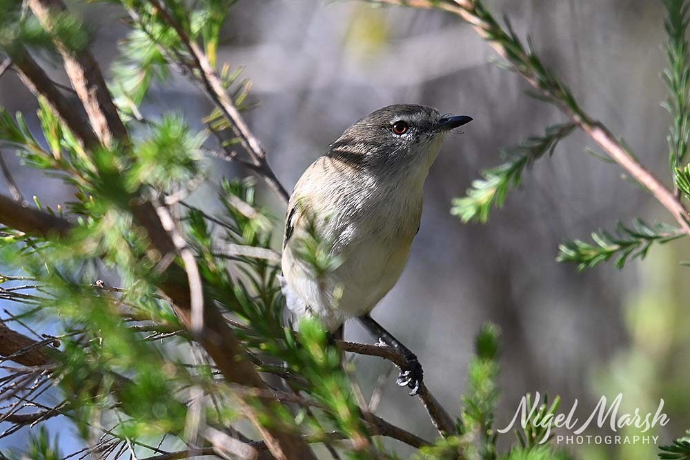 Western Gerygone from Mandurah WA, Australia on March 23, 2025 at 06:37 ...