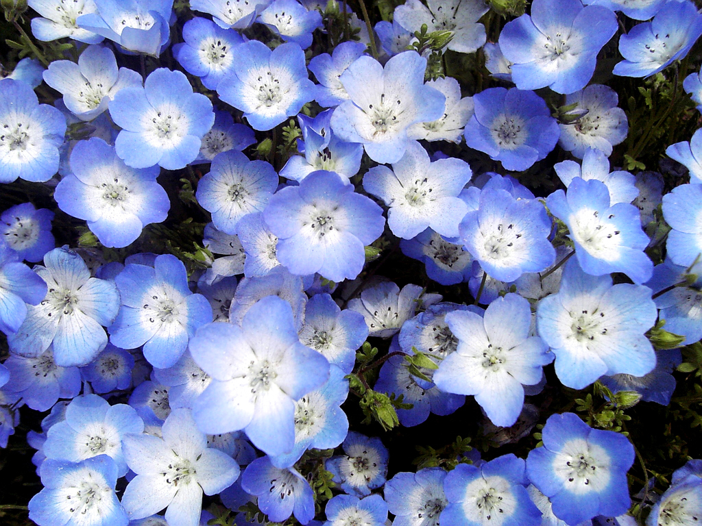 baby blue eyes and allies (Hydrophyllaceae (Waterleaf) of the Pacific ...