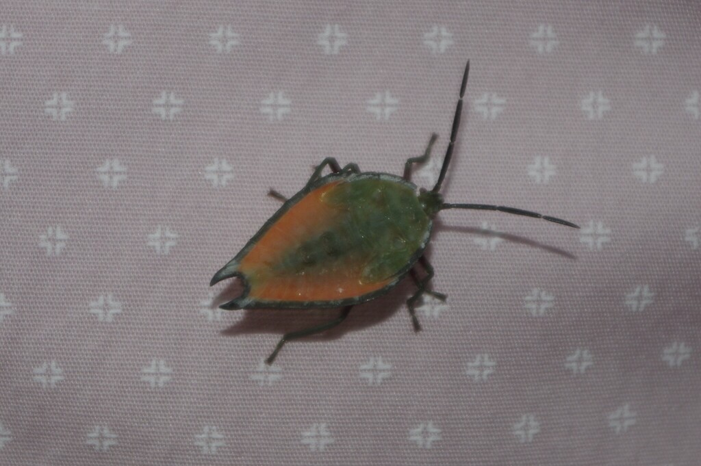 Lychee Stink Bug from Hervey Bay QLD 4655, Australia on March 25, 2025 ...