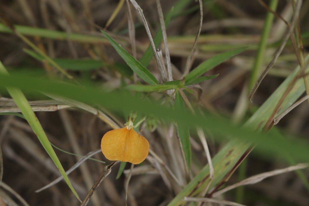 spade flower from Hervey Bay QLD 4655, Australia on March 25, 2025 at ...