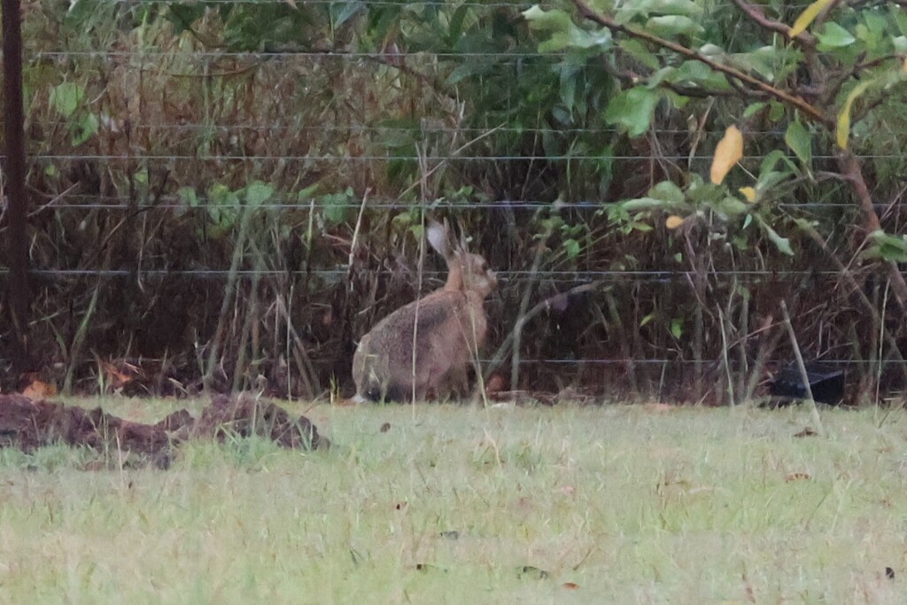 Western European Brown Hare from Glenwood QLD 4570, Australia on March ...