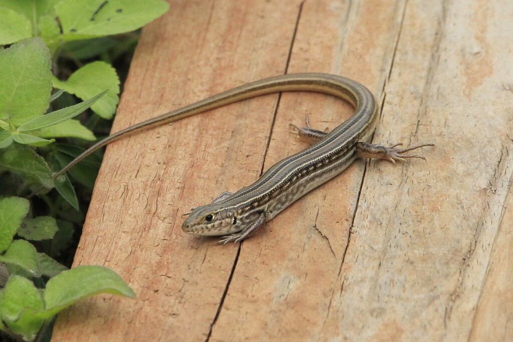 Robust Skink in March 2025 by Marsden Allan · iNaturalist