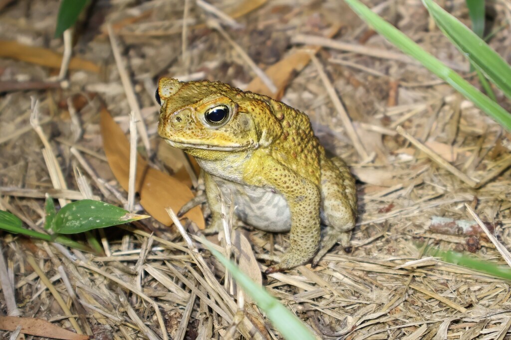 Cane Toad from Glenwood QLD 4570, Australia on March 5, 2025 at 07:38 ...