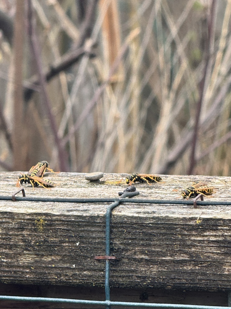 European Paper Wasp from NE 12th St, Vancouver, WA, US on March 24 ...