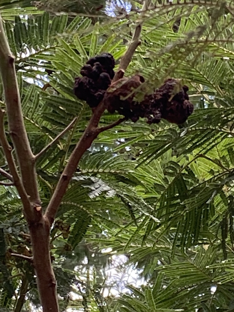 wattle gall rusts from North Shore, Hauraki, Auckland, New Zealand on ...