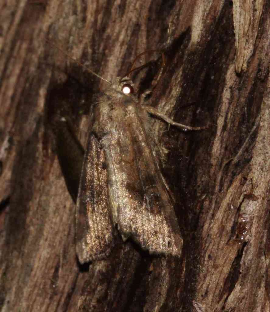 Veiled Ear Moth from Le Rocher-Percé, QC, Canada on August 11, 2019 at ...