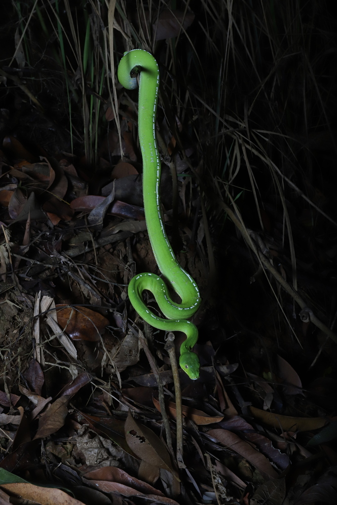 Southern Green Python from Iron Range QLD, Australia on December 30 ...