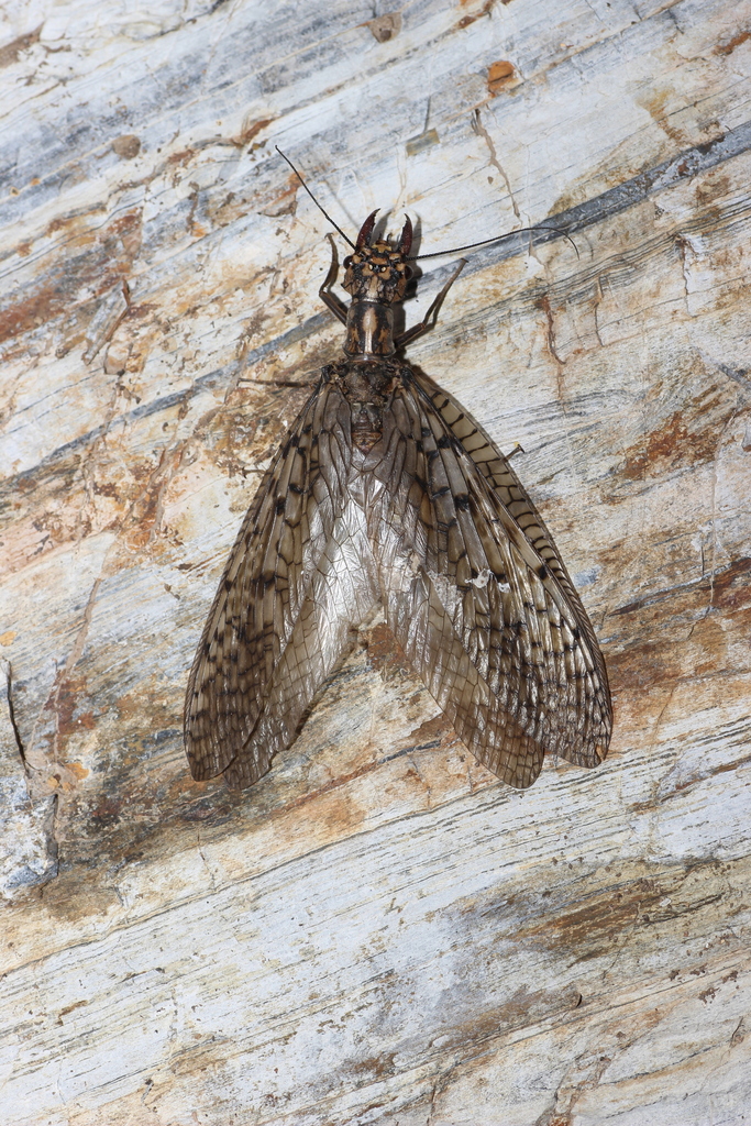 Acanthacorydalis orientalis from 中国北京市房山区 on July 6, 2014 at 07:42 AM ...