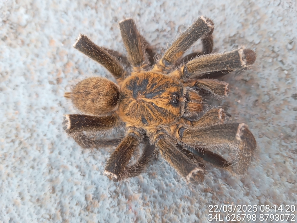 Usambara Baboon Tarantula from Luau, Angola on March 22, 2025 at 08:14 ...