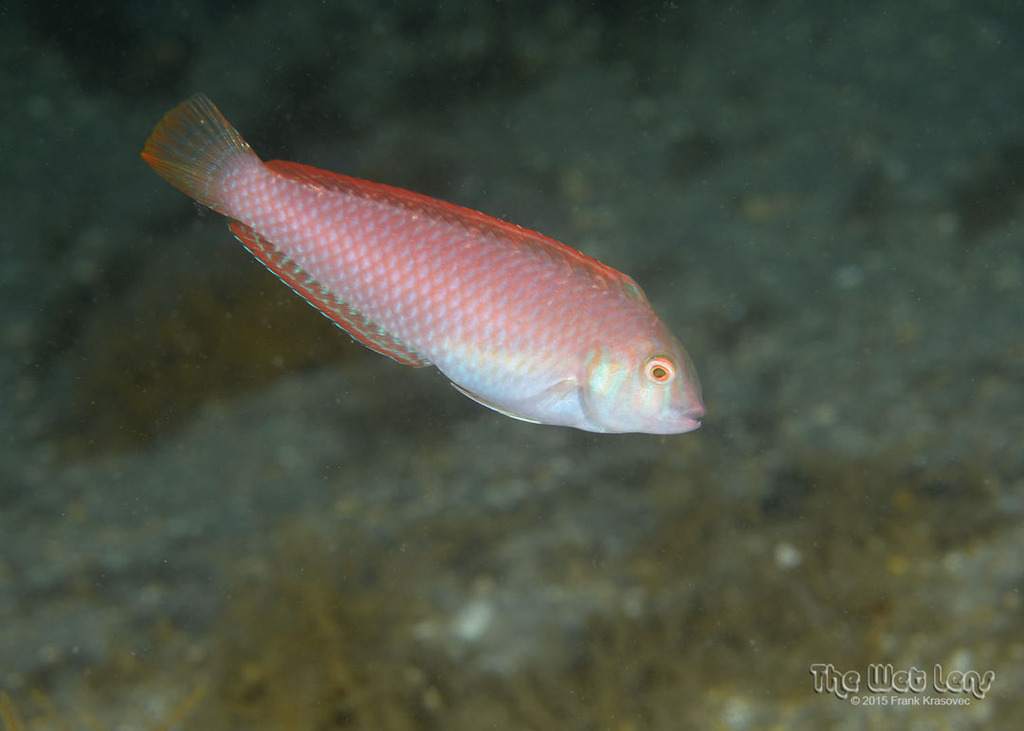 Green Razorfish from Riviera Beach, FL, USA on August 22, 2015 at 02:21 ...