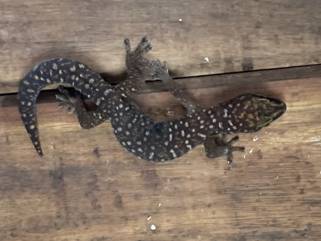 Southern Spotted Velvet Gecko from Mapleton National Park, Gheerulla ...