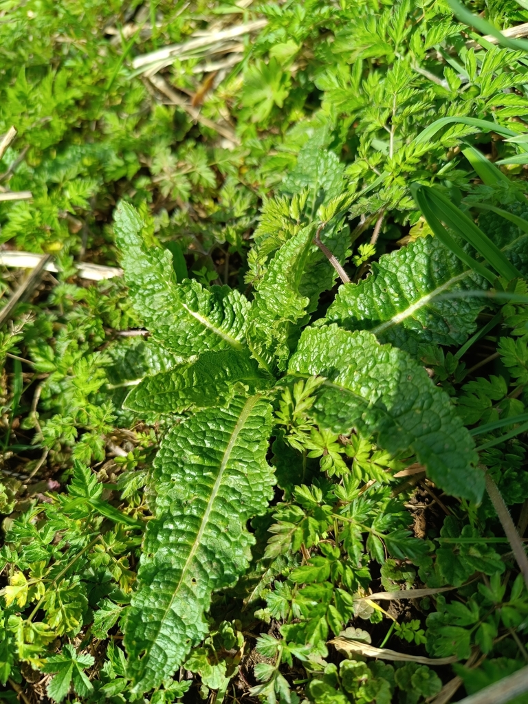 wild teasel from Next to Warmley Waiting Room Cafe, Warmley, Bristol ...