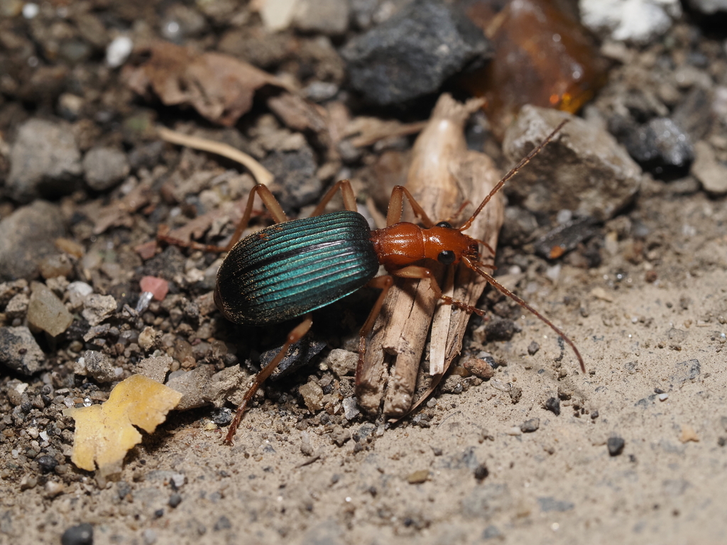 Brachinus stenoderus from 日本、〒360-0823 埼玉県熊谷市榎町 on March 25, 2025 at 07 ...