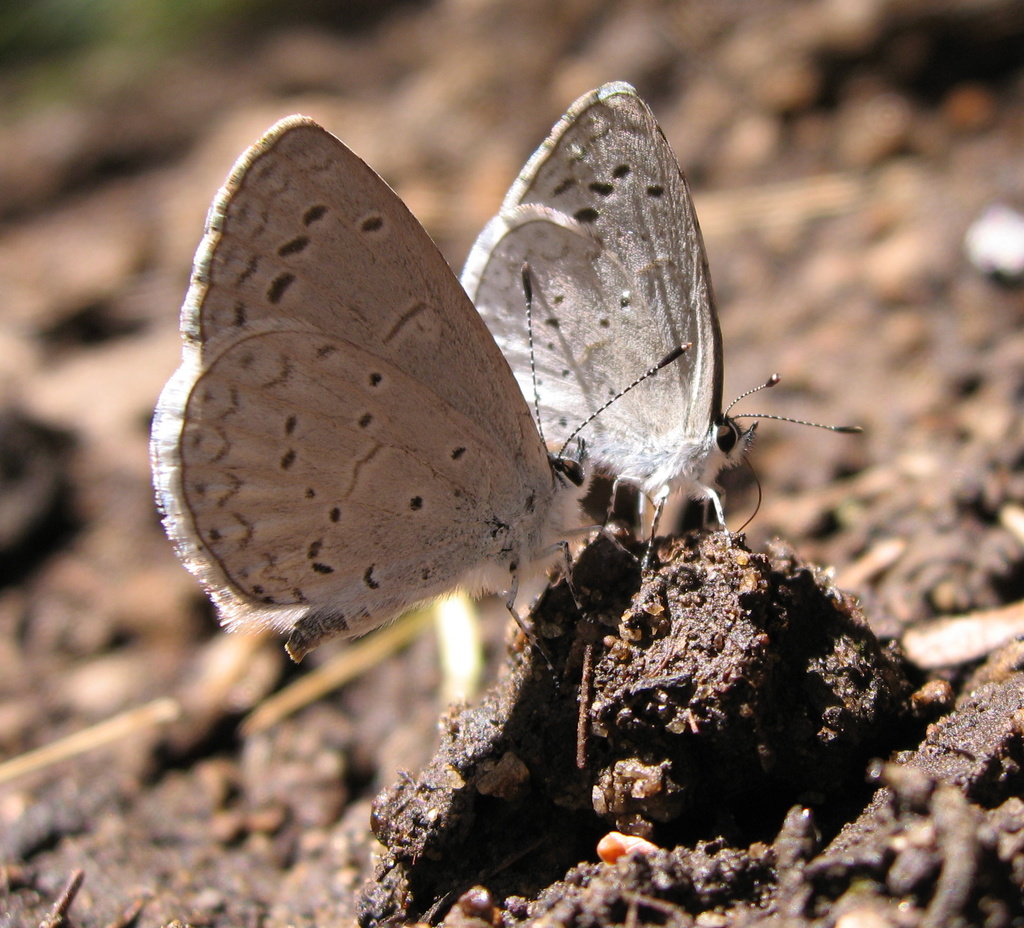 Echo Azure (Butterflies ONP) · iNaturalist