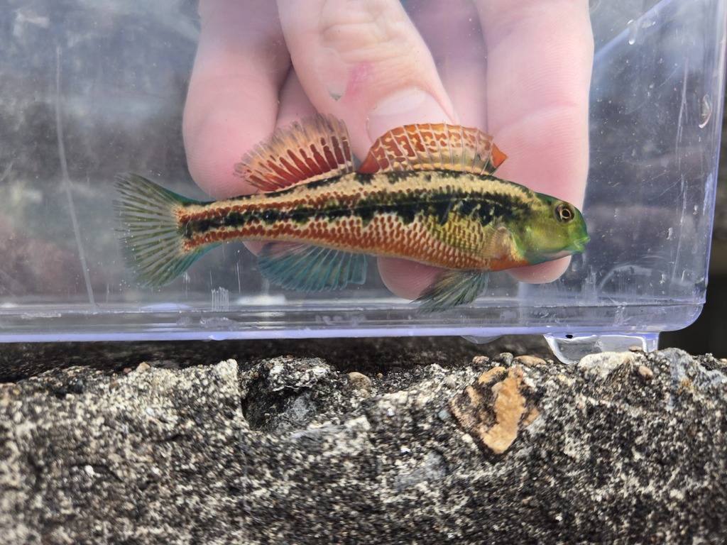 Splendid Darter from Red Boiling Springs, TN 37150, USA on March 23 ...