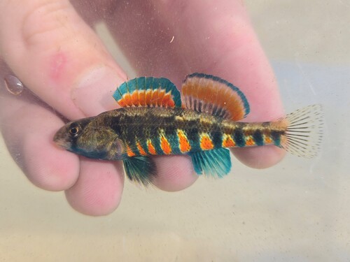 Redband Darter (Etheostoma luteovinctum) · iNaturalist