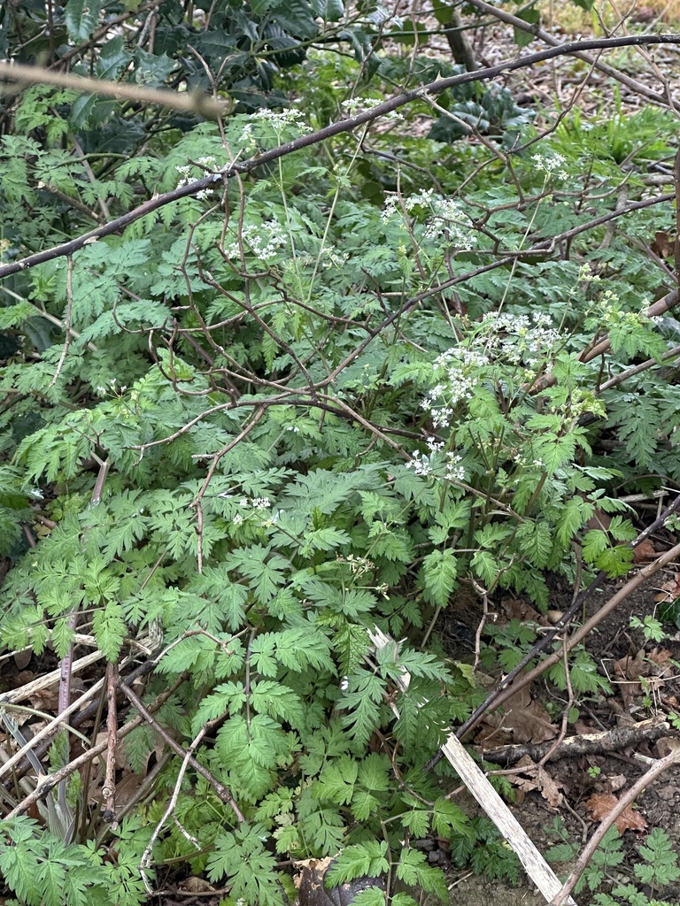 Cow Parsley from Bull Lane, Rayleigh, England, GB on March 25, 2025 at ...