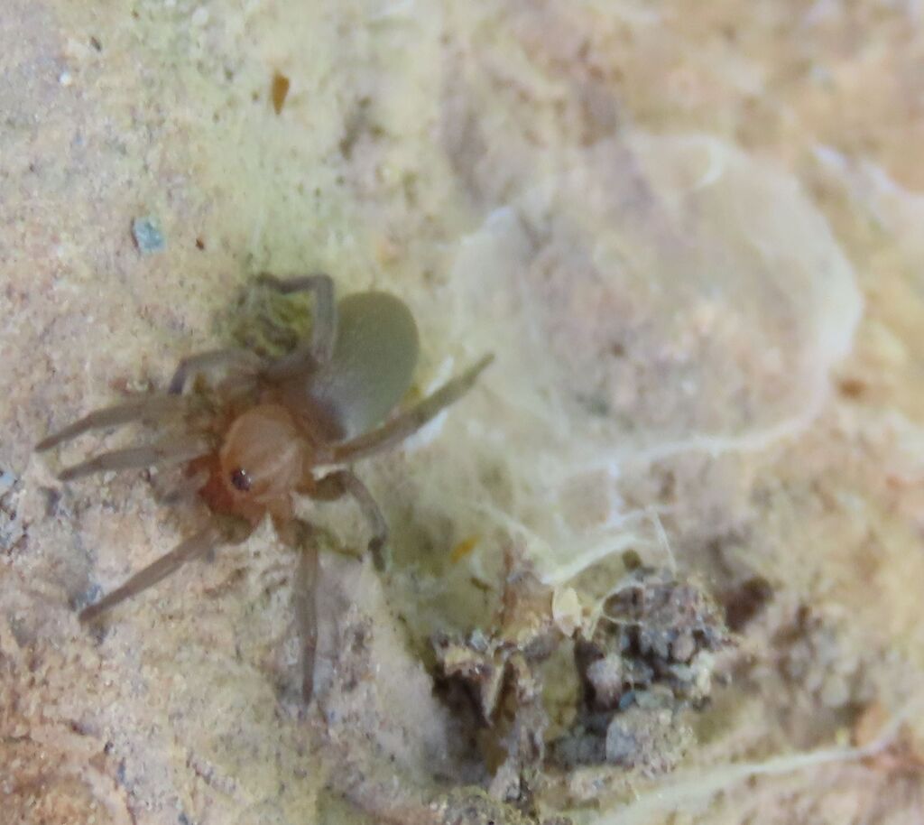 Typical Spiders from Provinz Granada, Spanien on March 25, 2025 at 04: ...