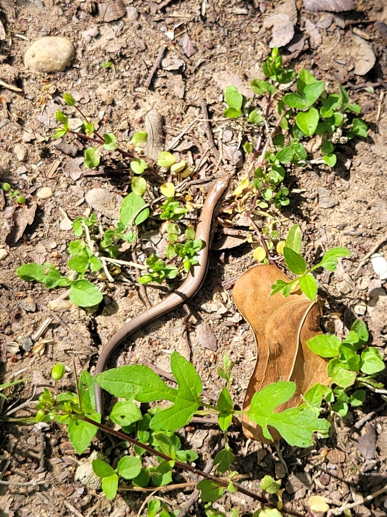 Little Brown Skink from Euless, TX 76040, USA on March 25, 2025 at 10:59 AM by Logan · iNaturalist