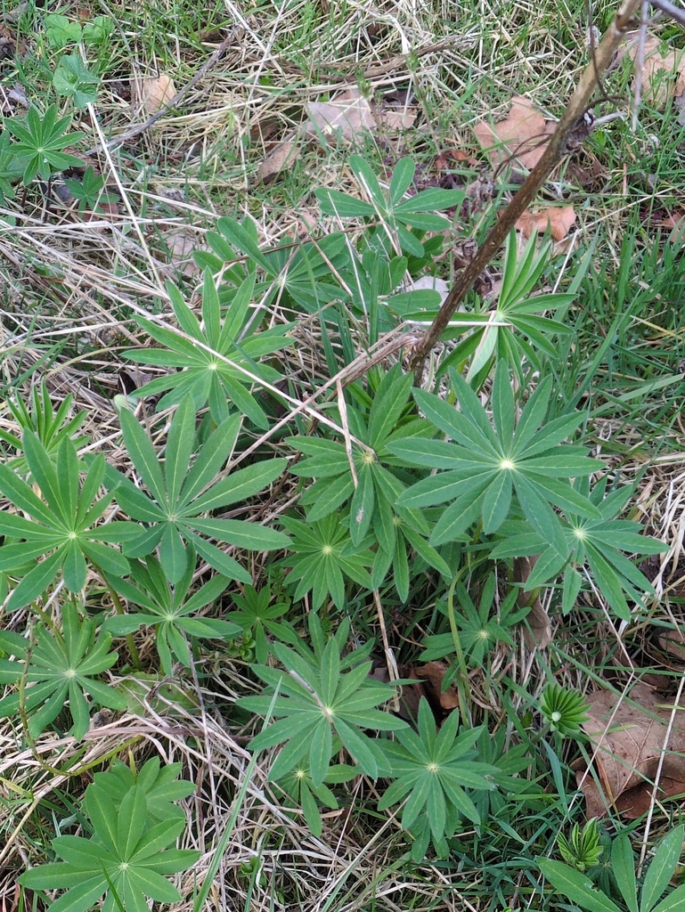 Large-leaved lupine from Howard Drive, Rawcliffe, York YO30 5RB, UK on ...