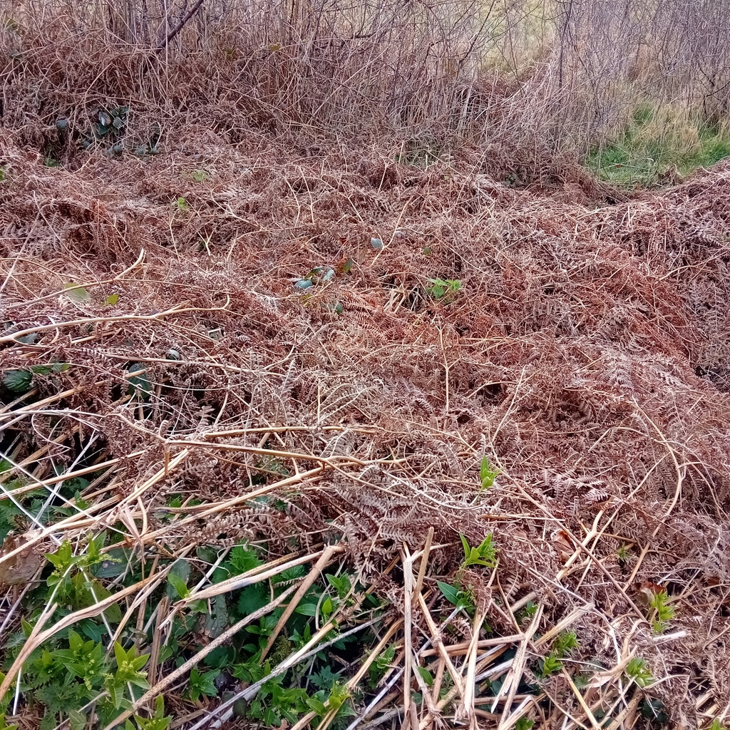 common bracken from Stogumber Turn, Taunton TA4 4AN, UK on March 25 ...