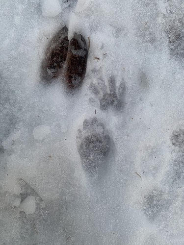 Raccoon Tracks – NatureTracking