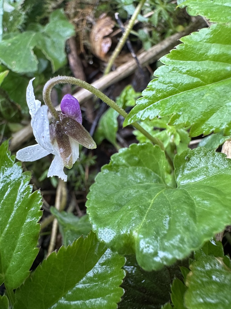 Sweet violet from Clwydian Range and Dee Valley National Landscapes ...