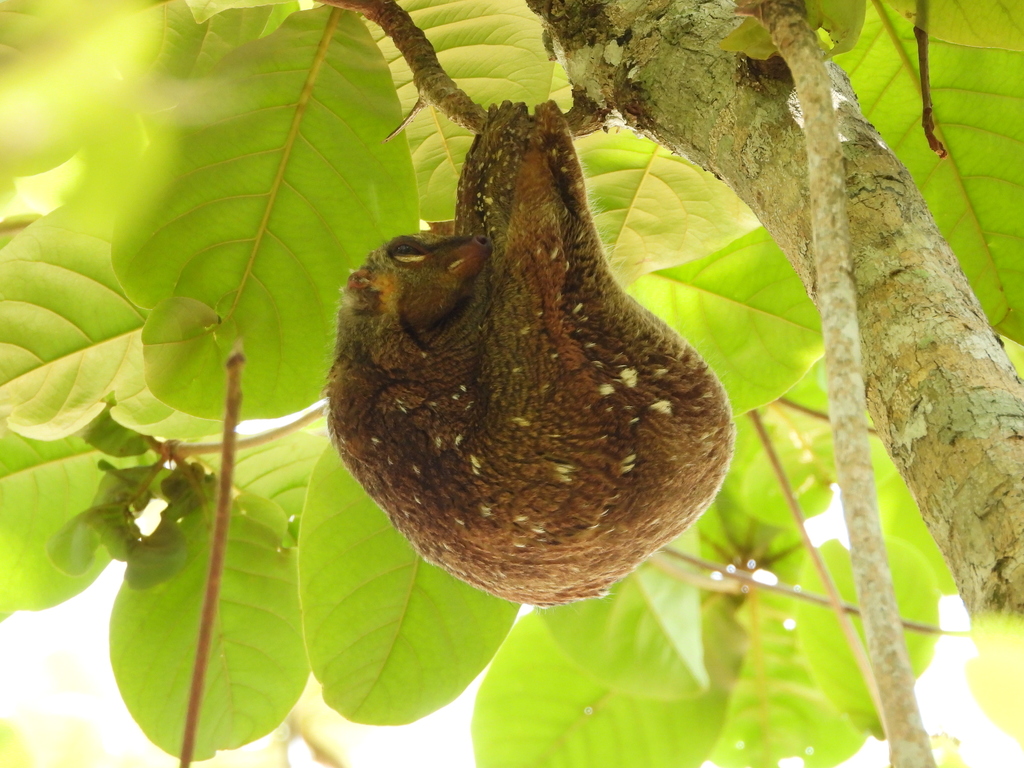 Sunda Colugo from Langkawi Island, Kedah, Malaysia on April 12, 2019 by ...