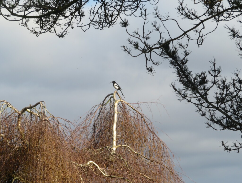 Eurasian Magpie from Adel, Leeds LS16, UK on March 25, 2025 at 04:05 PM ...