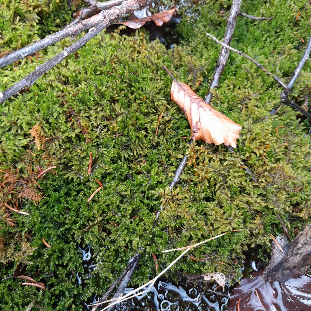 Curled Hook-moss from Liezen, Österreich on March 25, 2025 at 11:01 AM ...