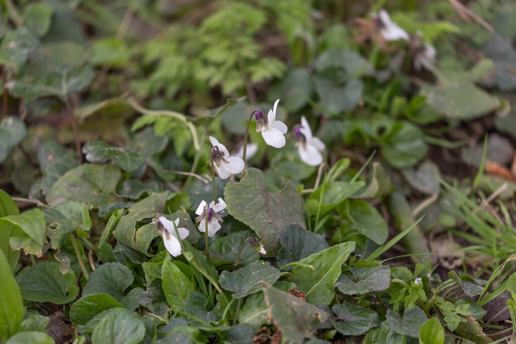 Sweet violet from Taunton, UK on March 25, 2025 at 12:28 PM by Hester ...