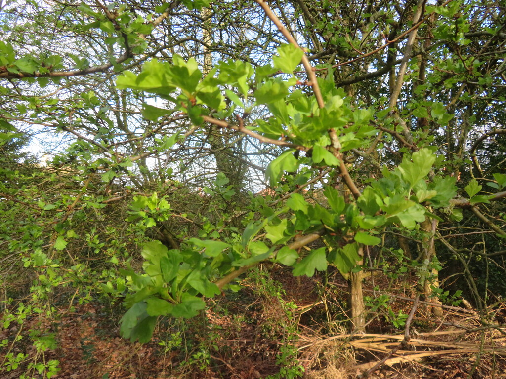 common hawthorn from Holt Lane Park, Leeds, UK on March 25, 2025 at 04: ...