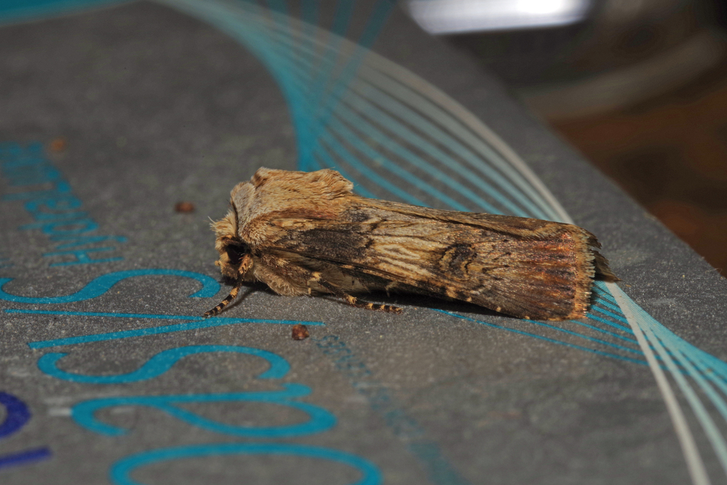 Shuttle-shaped Dart from 45290 Nogent-sur-Vernisson, France on August ...