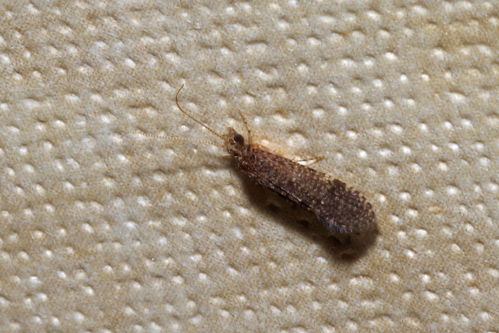 Ecnomus tenellus from 45290 Nogent-sur-Vernisson, France on August 06 ...