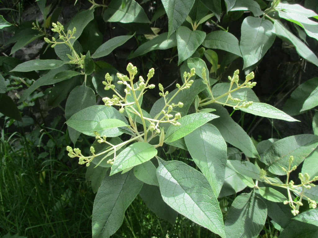 tepozan from C.U., Ciudad de México, CDMX, México on August 10, 2019 at ...